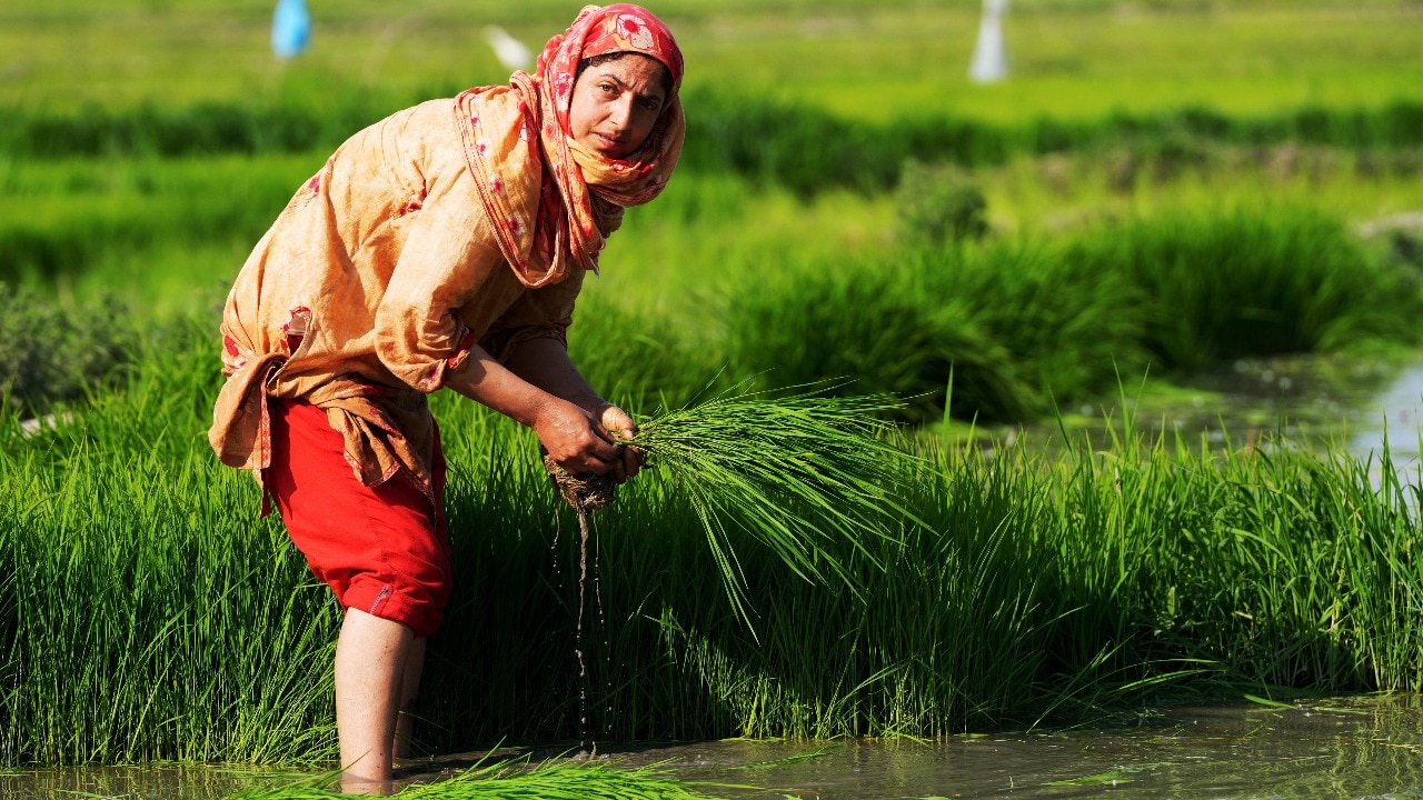 Neglected or nurtured: Is agriculture growing hand-in-hand with Viksit ...