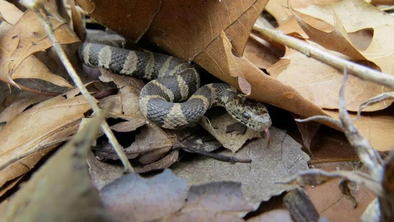 Snakes that can survive in cold climates; from Siberian pit viper to ...