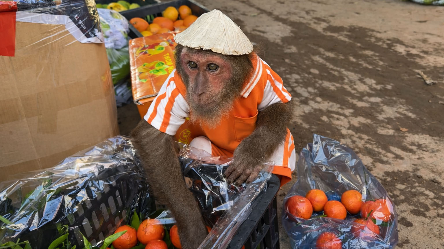 Cutis Buys Fruit to Thank His Neighbors