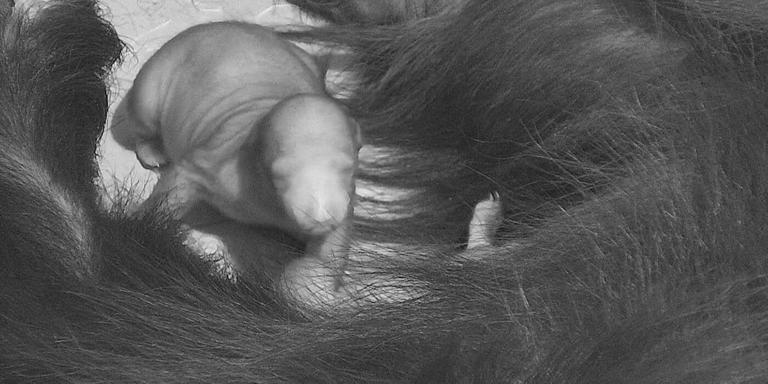 Tiny sloth bear cubs are stealing hearts at the Smithsonian Zoo