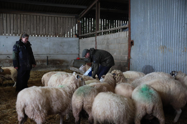 Prince of Wales branches out into tree-pruning on visit to family farm