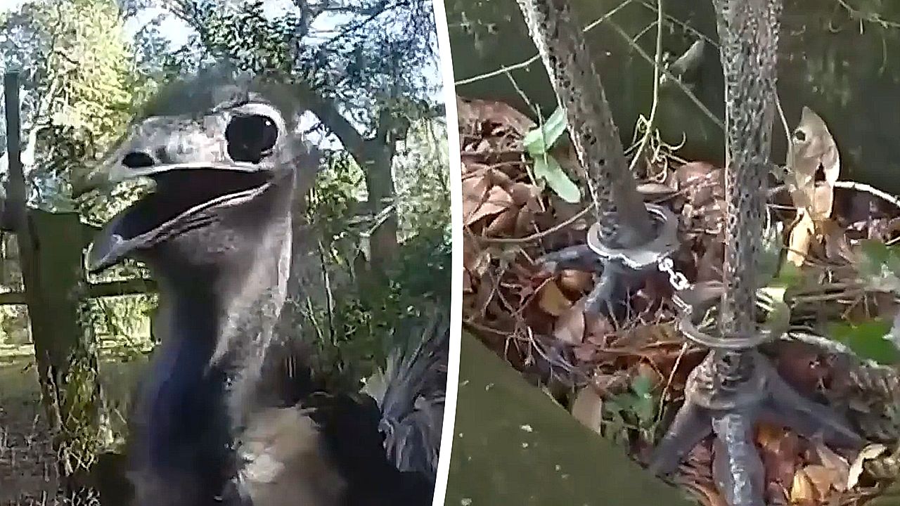 Florida deputy cuffs runaway emu