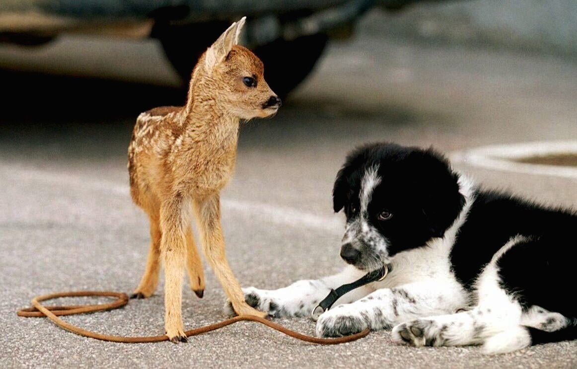 Golden retriever, border collie og labrador er mest populære