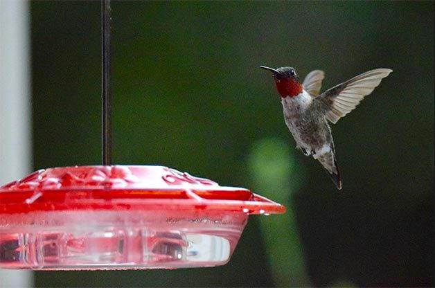 How do hummingbirds use their tongues and beaks?