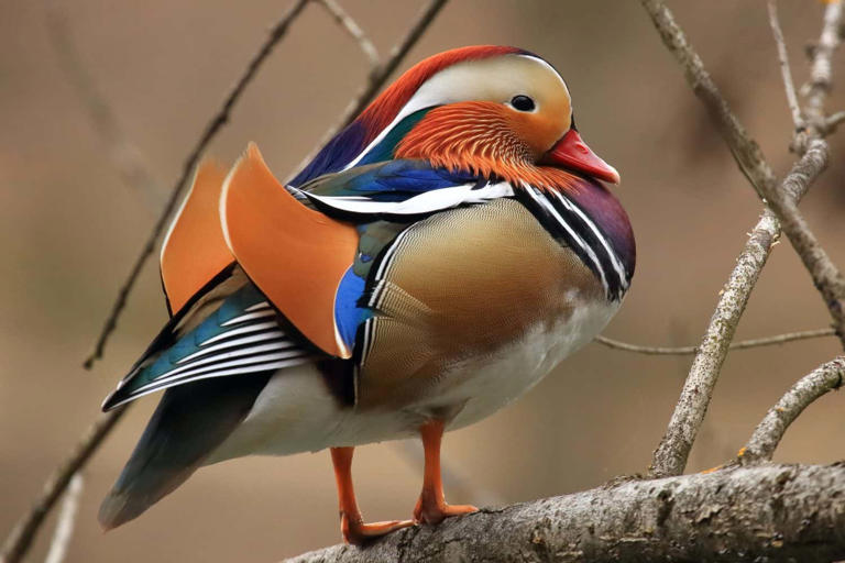 This mandarin duck looks like it was painted by hand