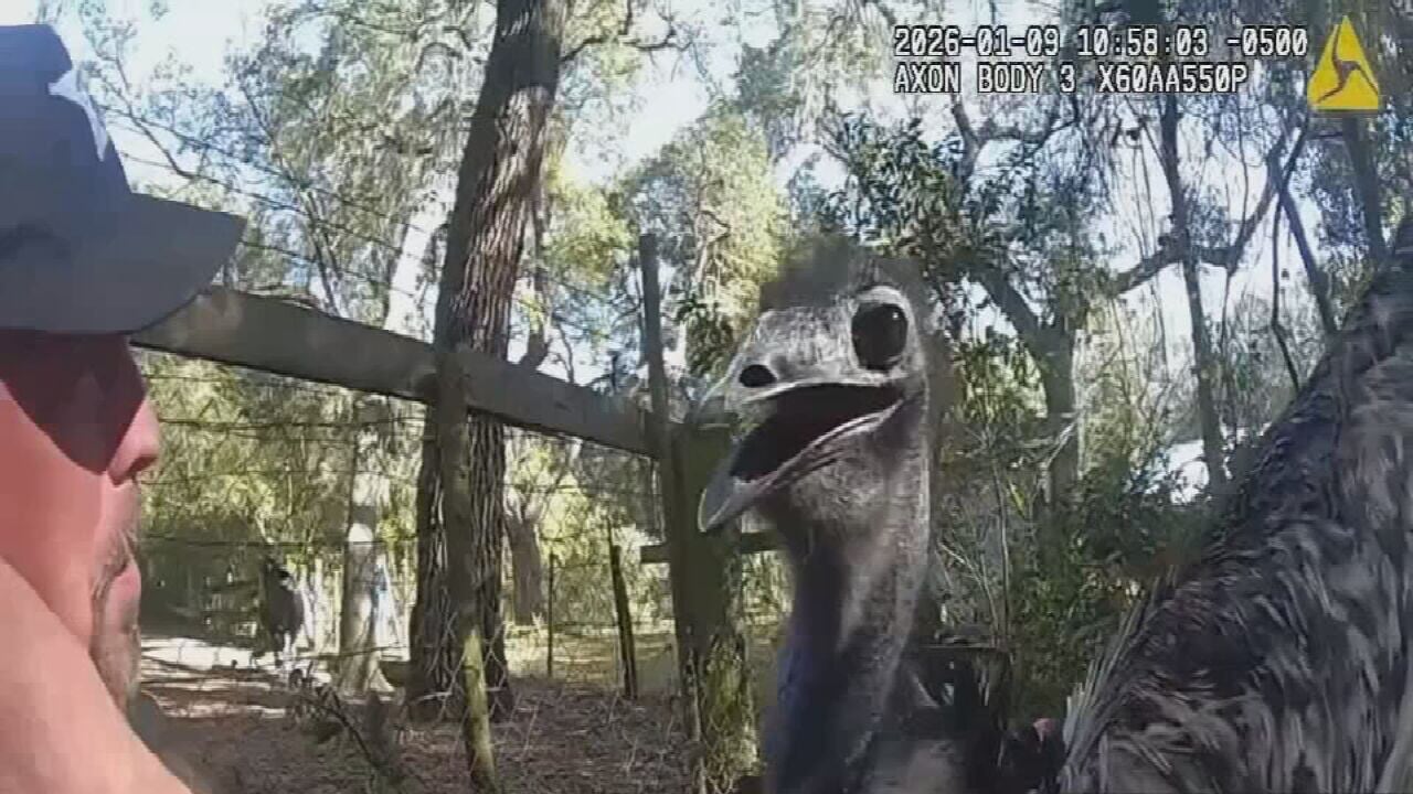 Watch: Emu leads deputies on wild chase through Florida neighborhood