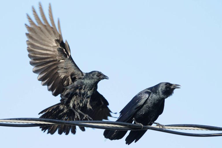 Man 'trains' crows to attack MAGA hats in just 3 months and reveals how ...