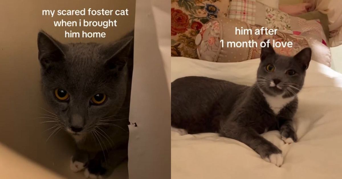 Video shows foster cat's transformation after one month of love