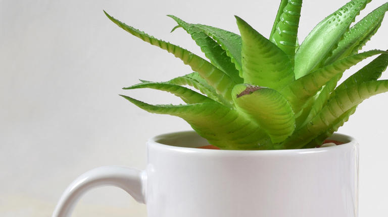 Put your old coffee mugs to work as planters: 8 plants that will thrive ...