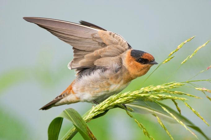 8 types of swallow birds you should know