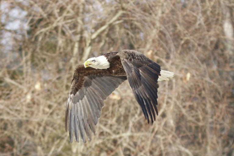 Bald eagle that flew into Mansfield power lines released back into wild ...
