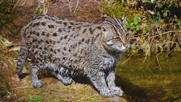 From snow leopard to fishing cat: Travel India through its state animals