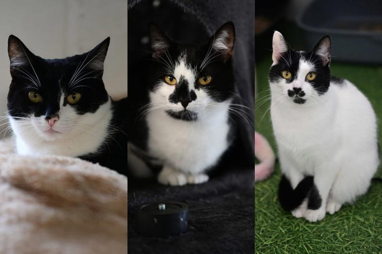 Adorable kittens dumped in plastic bags nine months ago still need a home