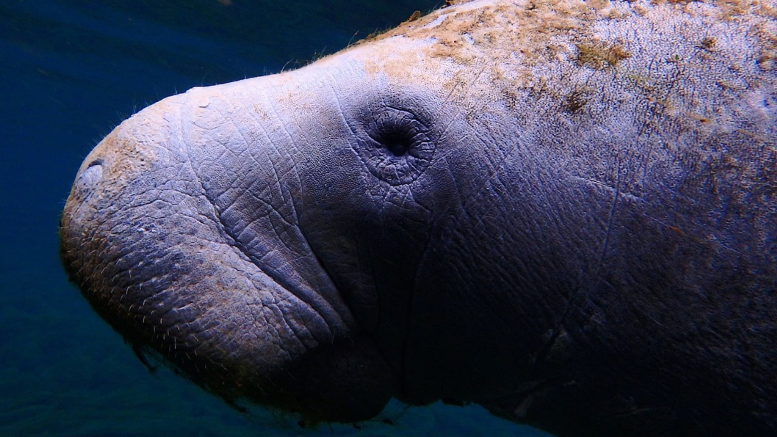 Manatees recovering from boat strike injuries brought to Brevard Zoo