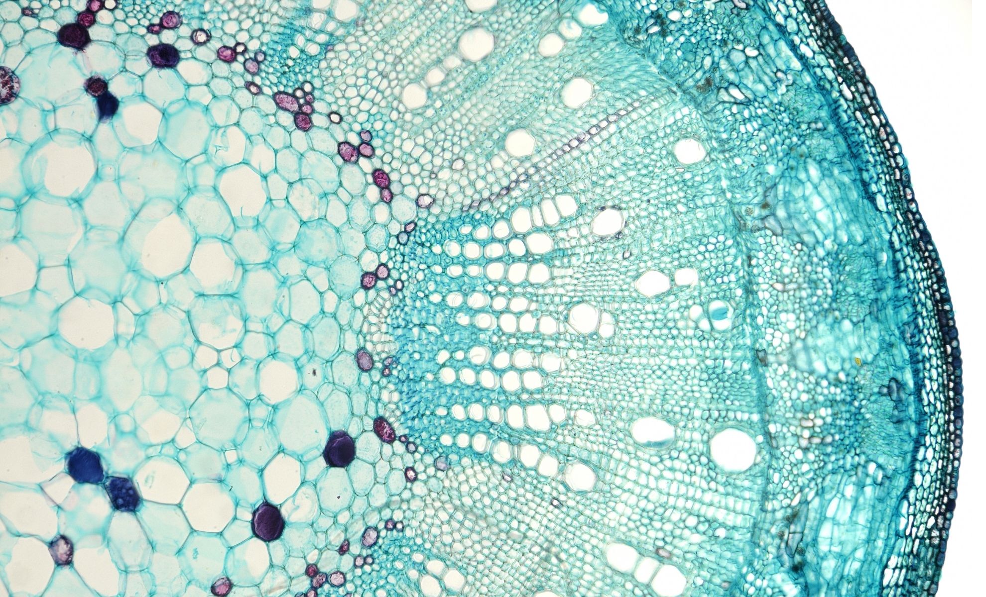 Scientists are building tiny machines inside the cells