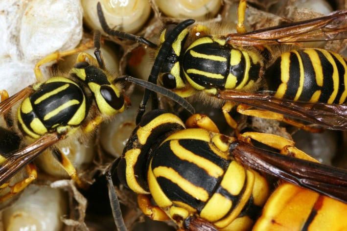 Where do bees and wasps go in winter? They’re supposed to die off