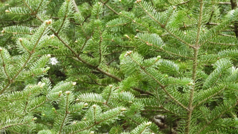 7 best fir trees for the home landscape