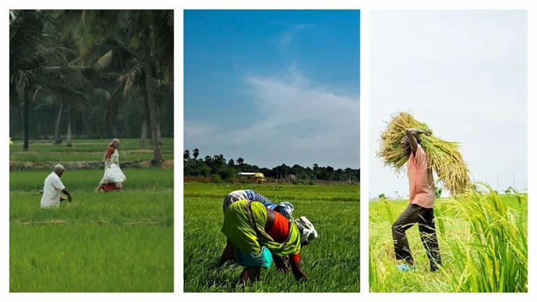 The quiet revolution beneath India’s rice fields