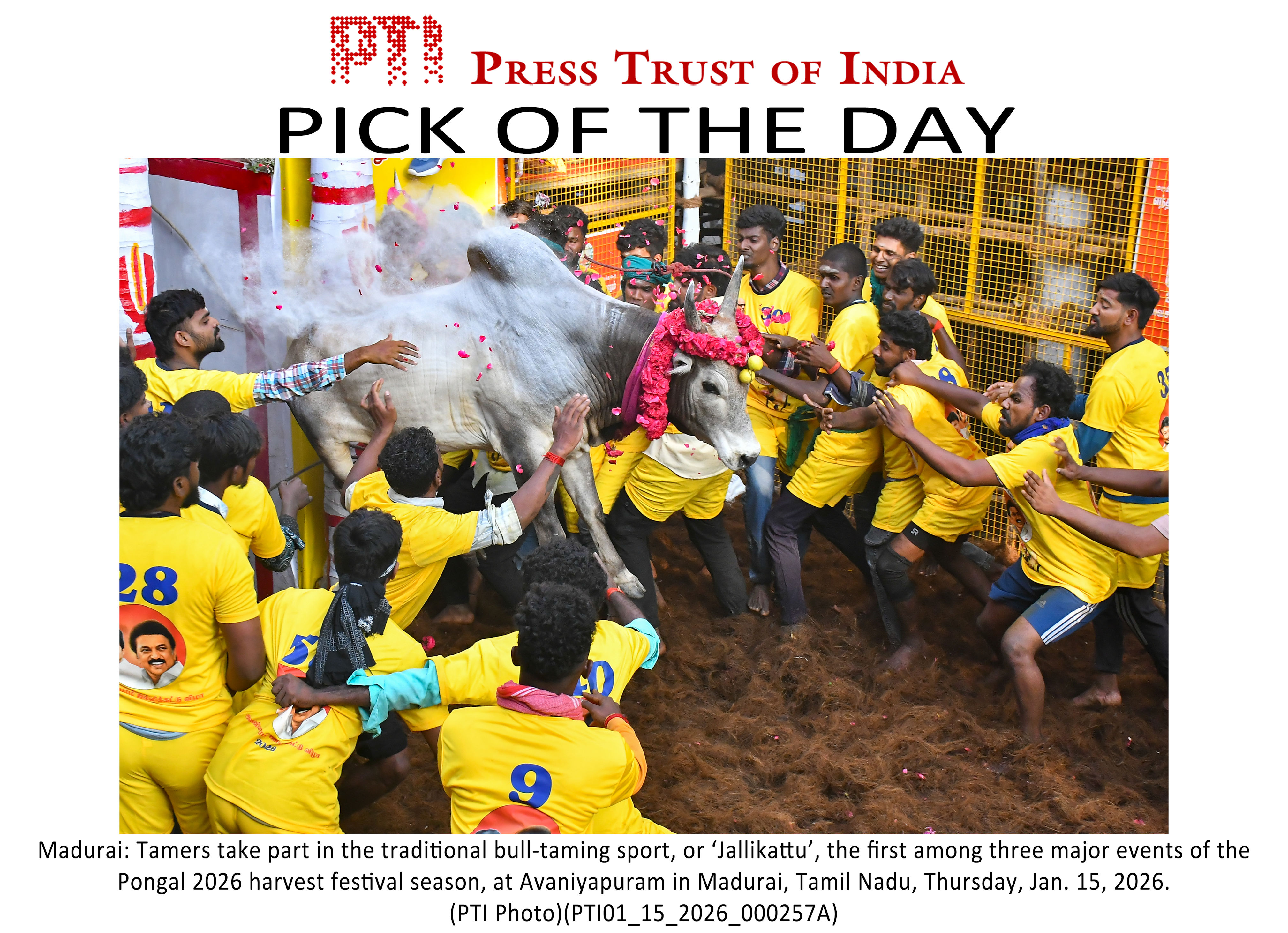 Bulls roar in TN’s Avaniyapuram Jallikattu, best man, bull win prizes