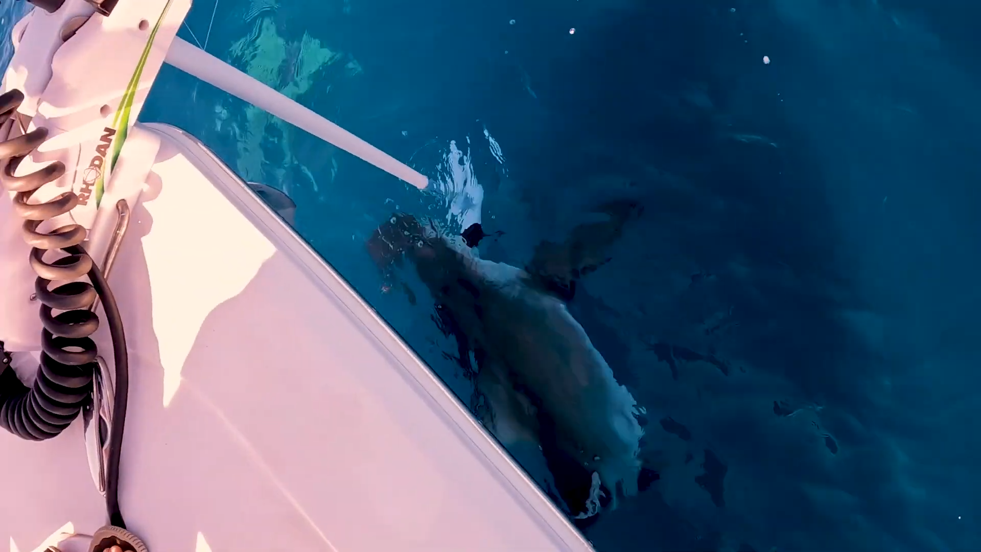 This wasn’t a bite – the shark tried to destroy the motor