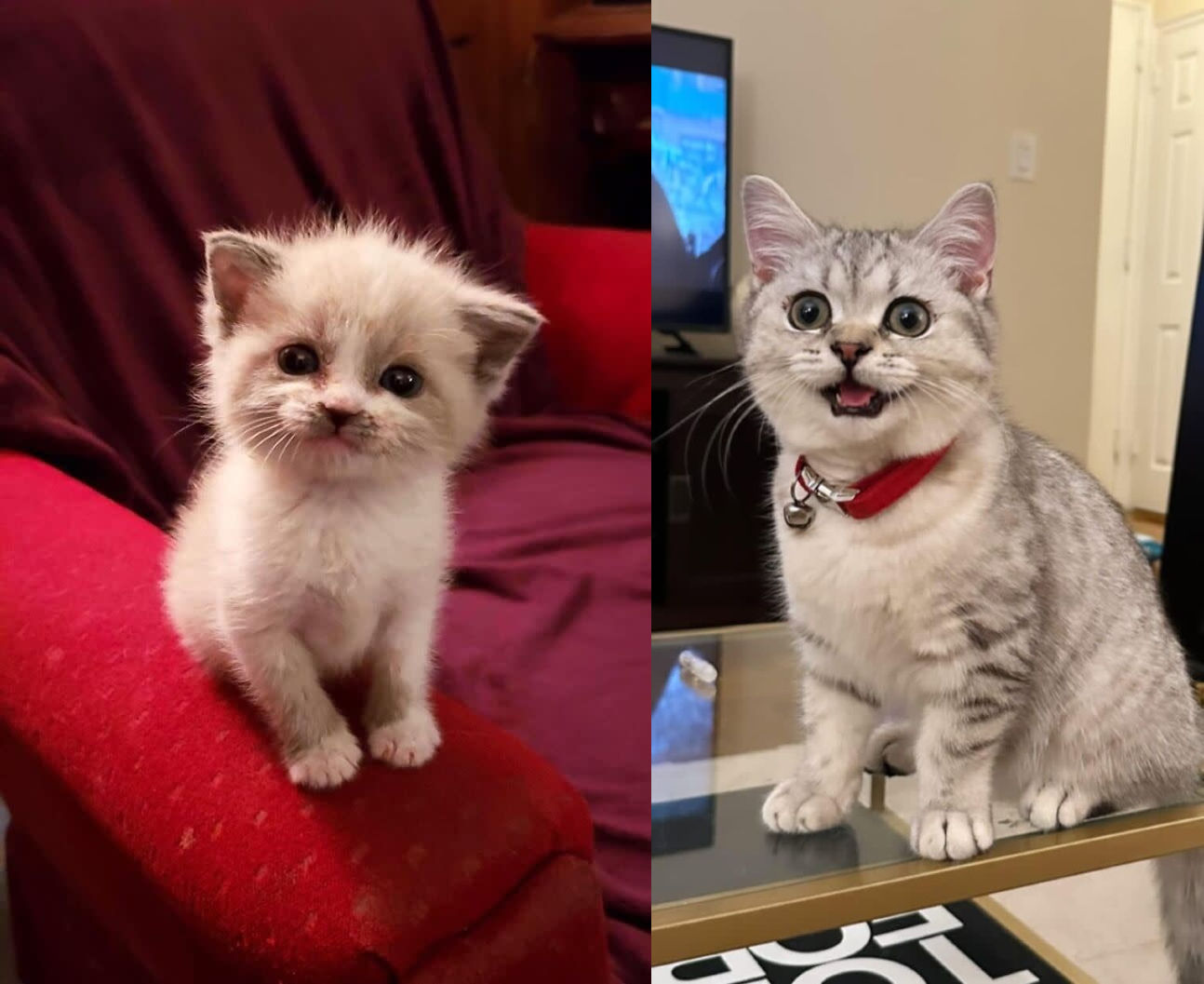 30 cutest cat photos on the internet