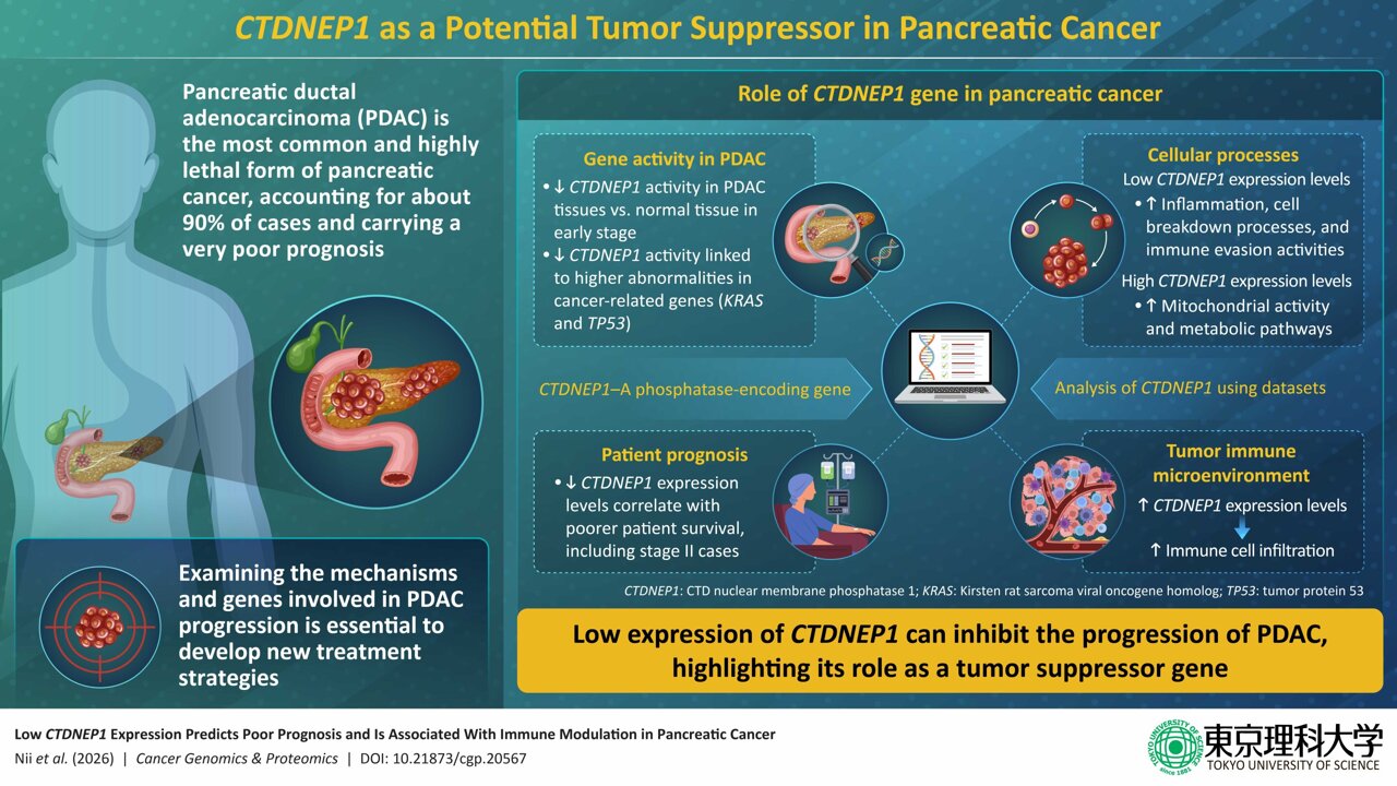 Potential tumor-suppressing gene identified in pancreatic cancer