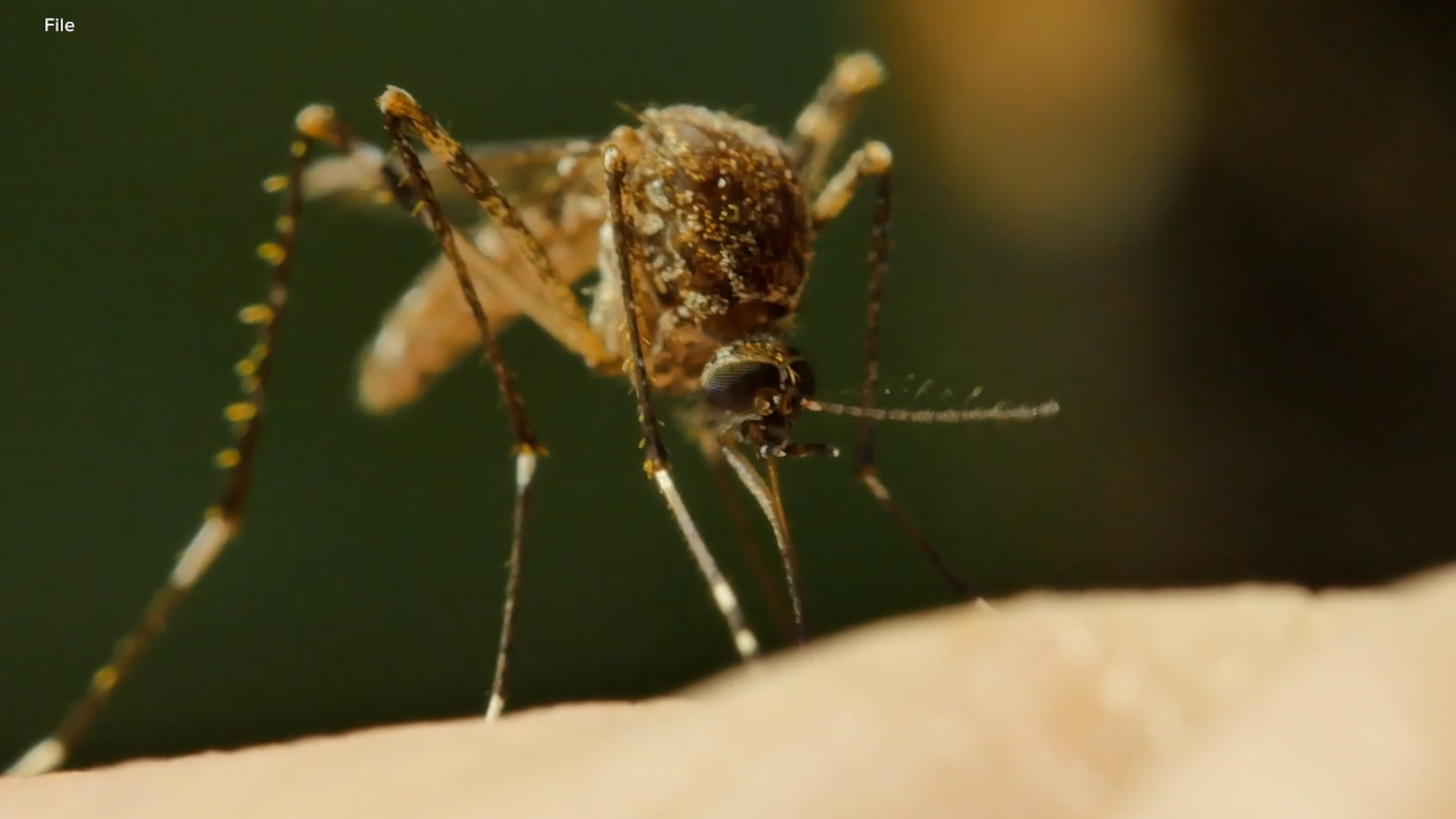 Shrinking forests are giving mosquitoes a greater taste for human blood ...
