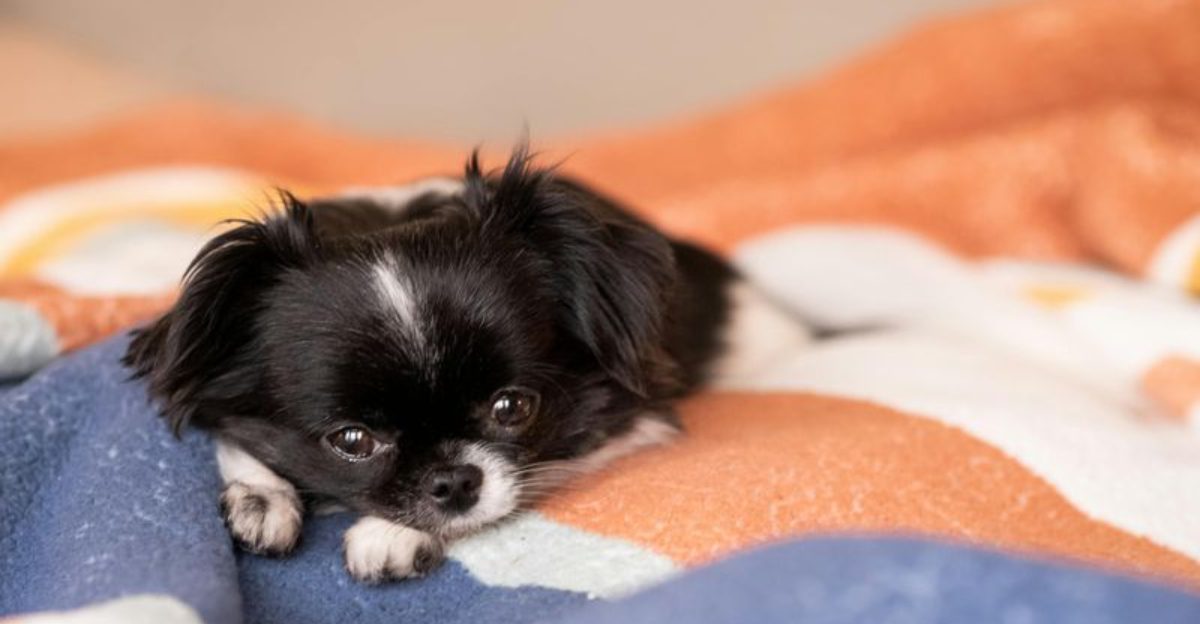 Most owners overstimulate their dogs – these 15 breeds need less, not more