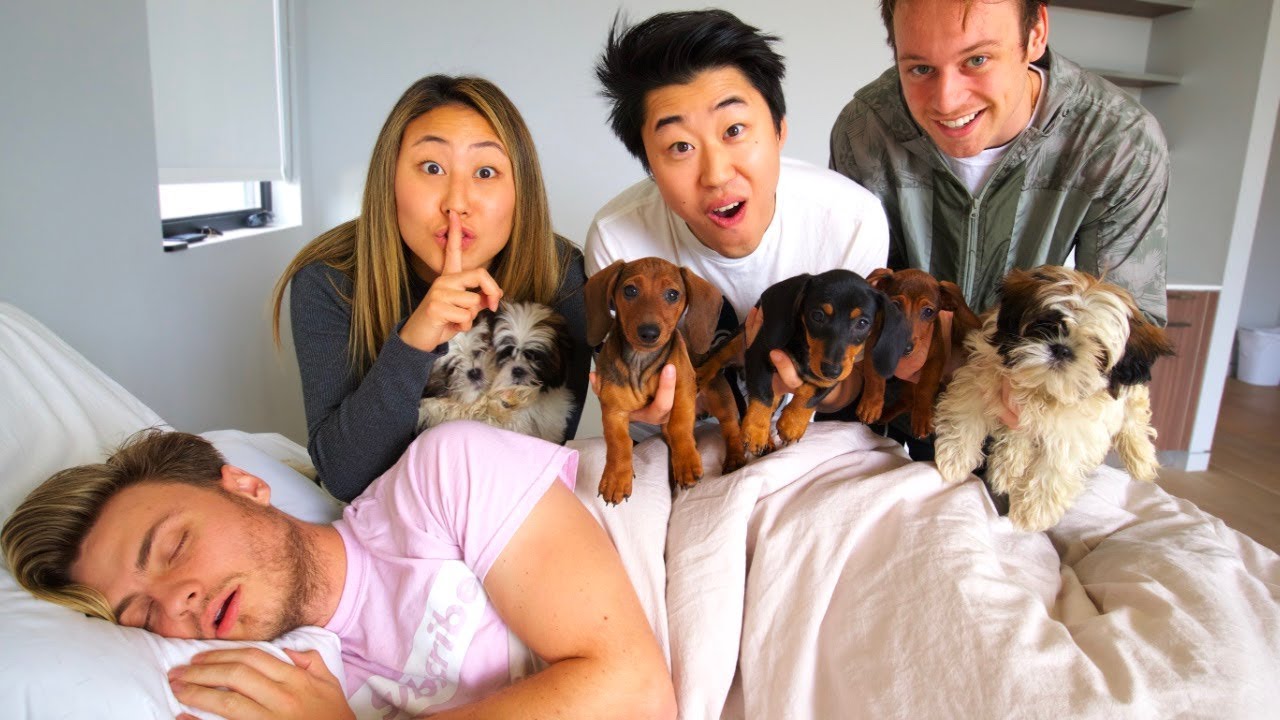 Watch me surprise him with tiny pups!