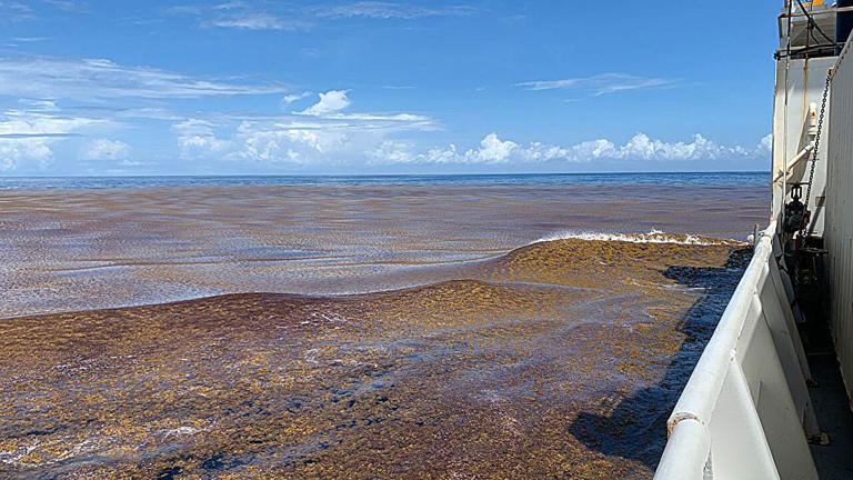 New study quantifies sargassum's multimillion-dollar impact to US ...
