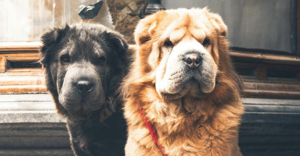 Calm dog is a marketing trick – 12 breeds that are calm only in the ...