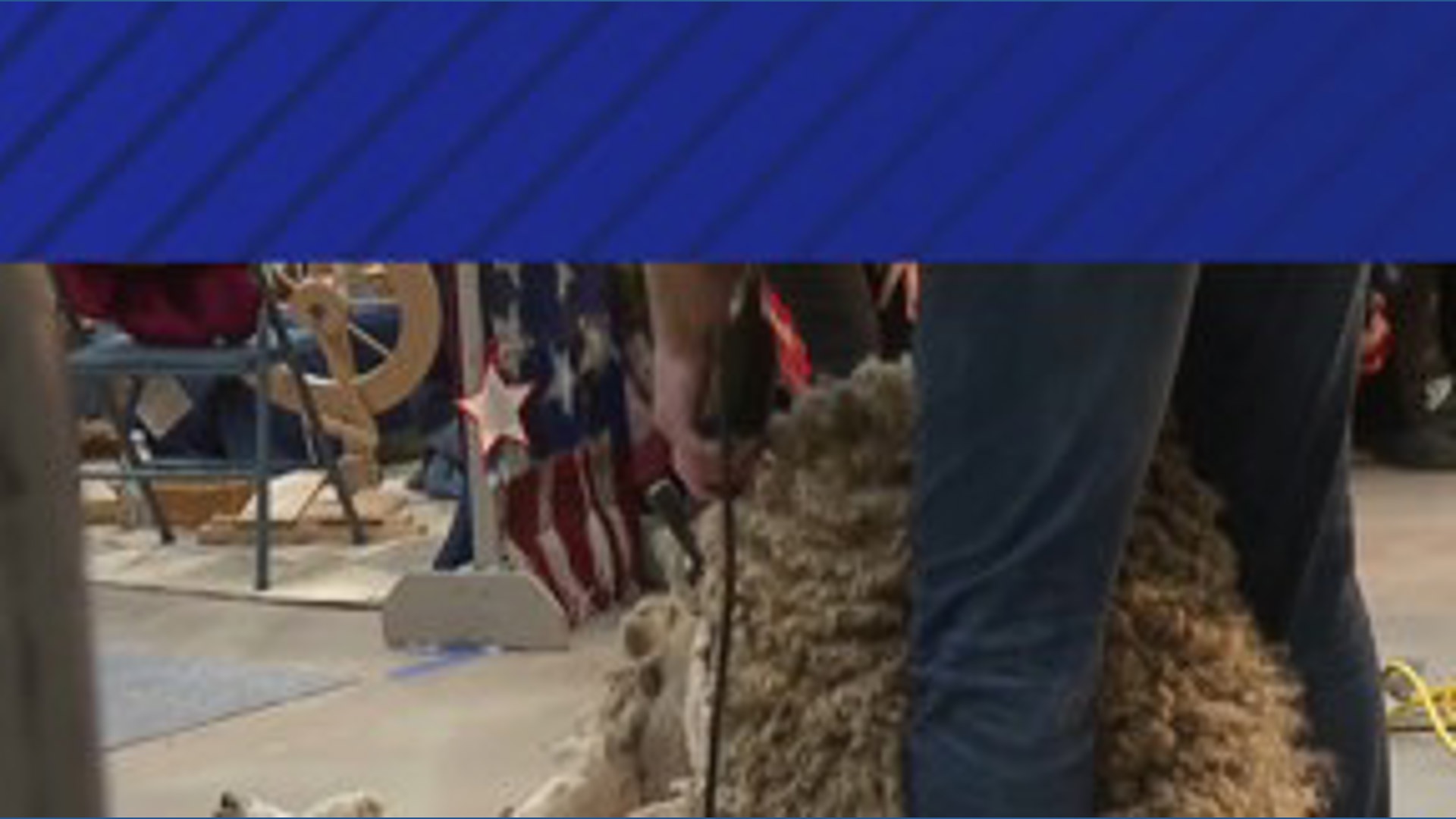 Farm show sheep shawl