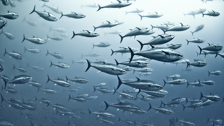 9 cuts of tuna, explained