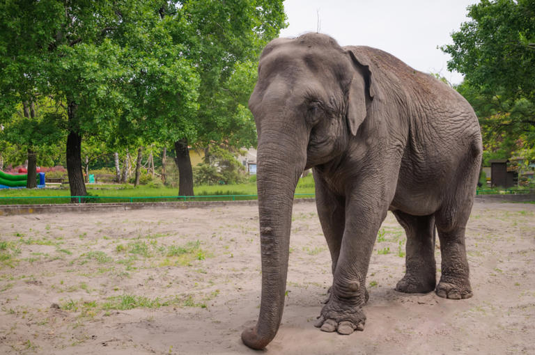 Elephant's happy reaction to man drumming for her will fill your heart ...