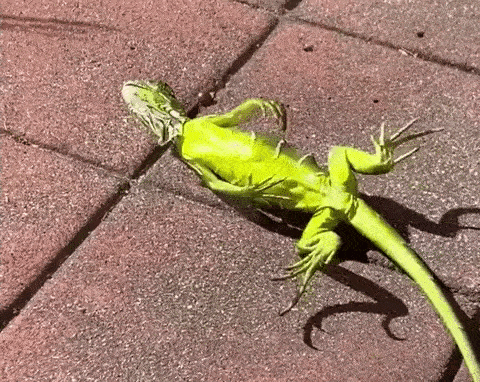 Florida's cold snap can cause iguanas to fall from trees; here's why it ...