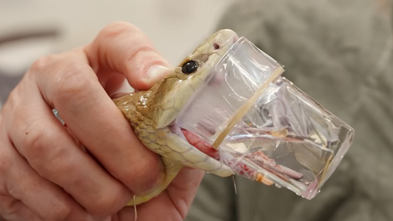 Would you be brave enough to try this?