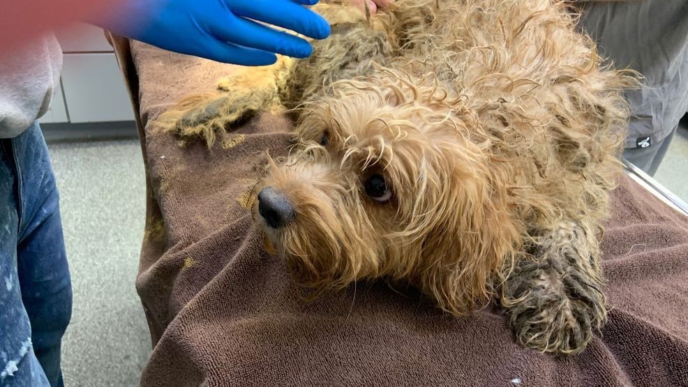 Newton Township woman charged with felony animal abuse after 71 dogs ...