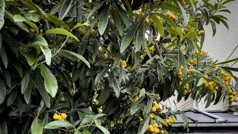 How and when to prune a loquat tree for a bumper harvest of sweet fruits