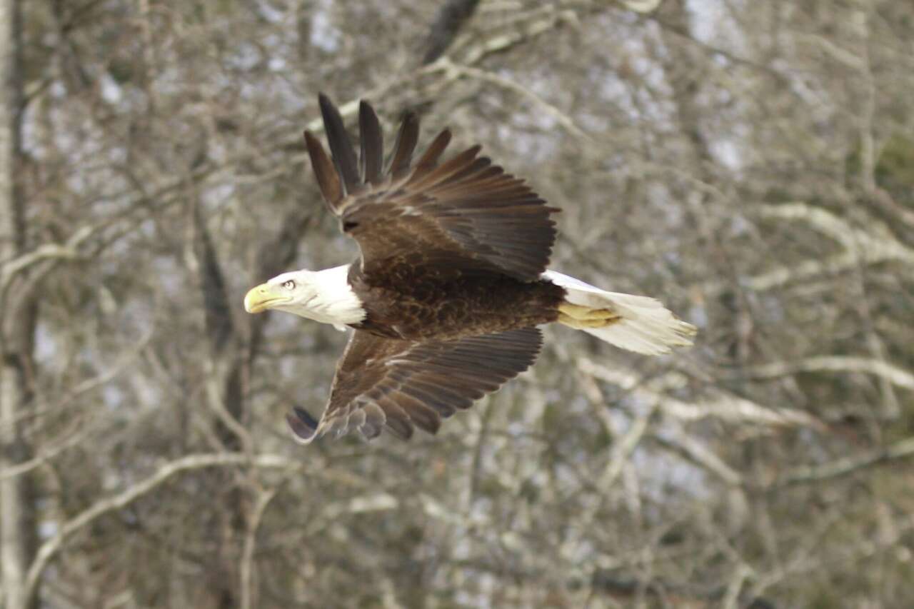 Bald eagle that flew into Mansfield power lines released back into wild ...