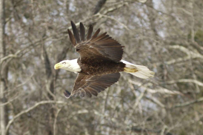 Bald eagle that flew into Mansfield power lines released back into wild ...