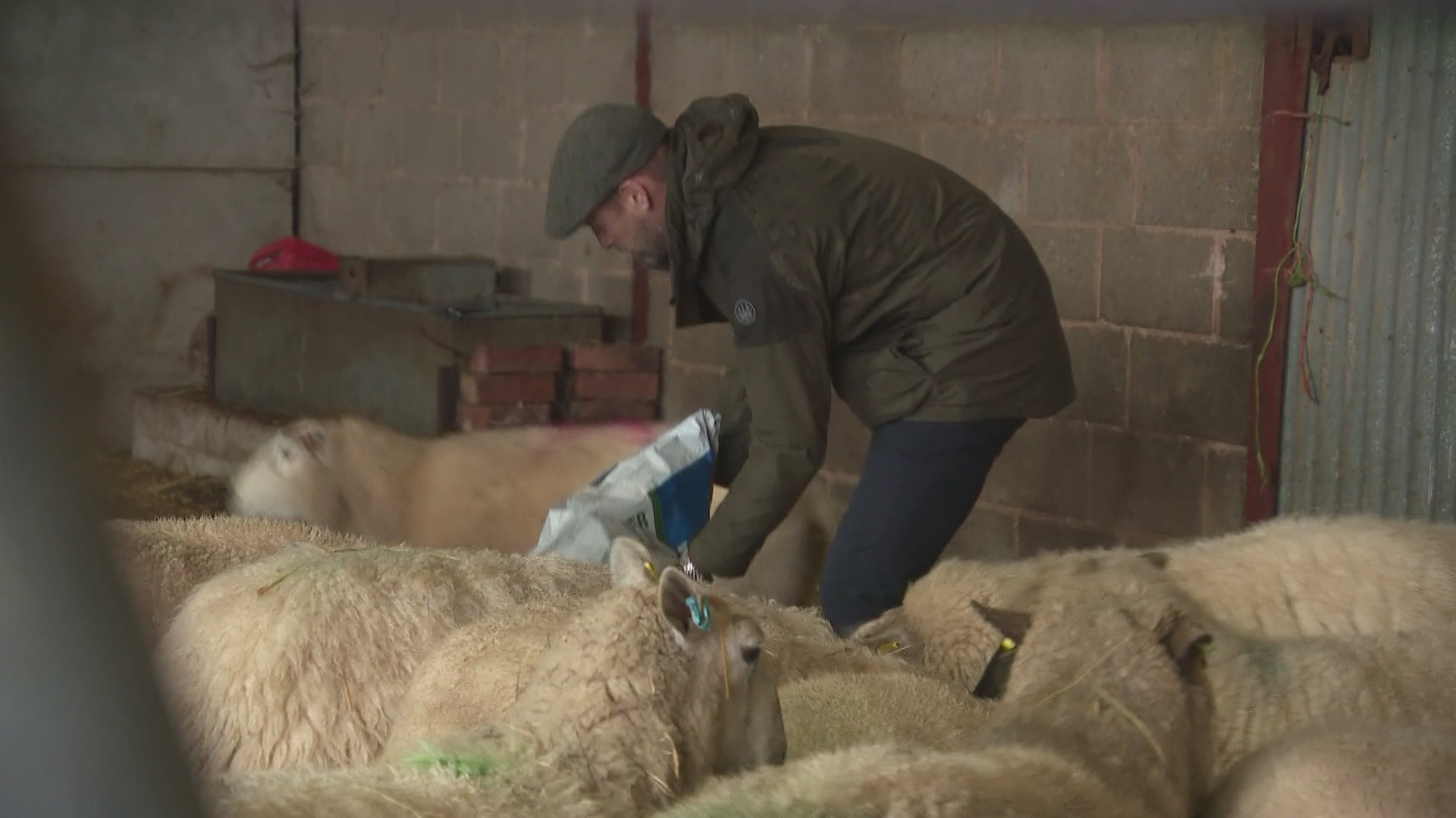 Prince William feeds sheep during farm visit