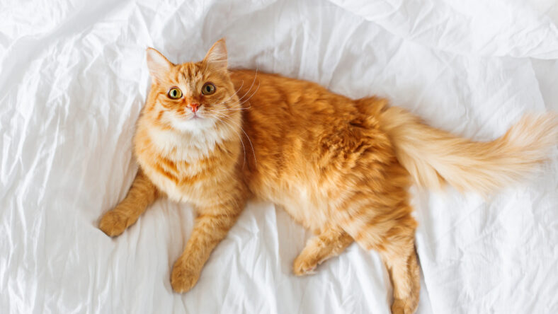 Her family's cat saved her life when she was a baby after she got her ...