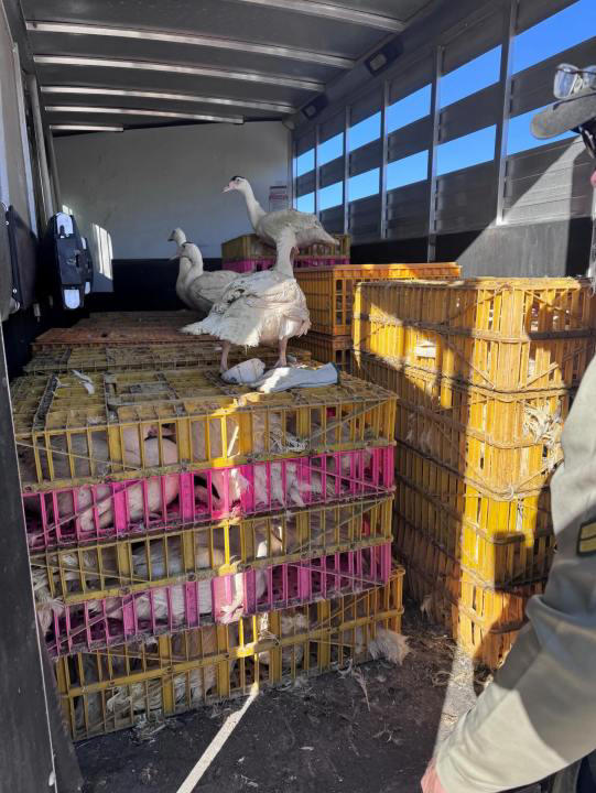200 ducks found in Southern California box truck after owner dies