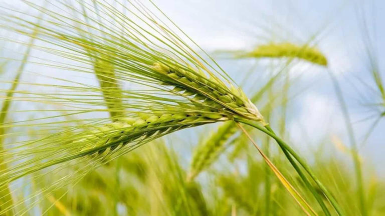 The quiet revolution beneath India’s rice fields