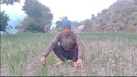 Lack of winter rain, snow threatens agriculture, apple cultivation in ...