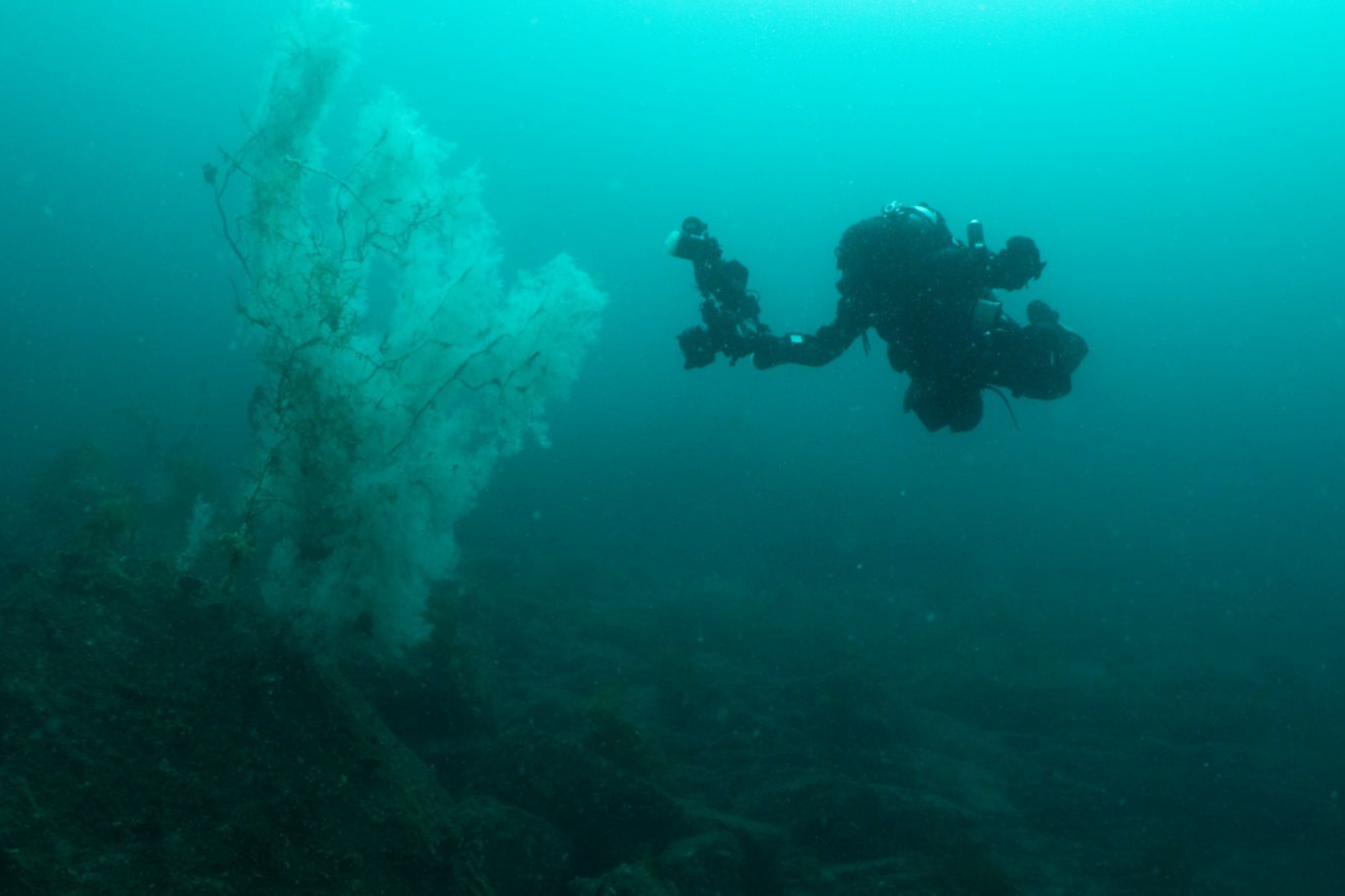 Biologists discover "absolutely huge" 300-year-old creature on sea floor