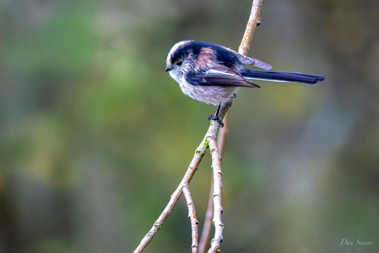 Getting ready for #BigGardenBirdWatch with the RSPB’s Anna Allum