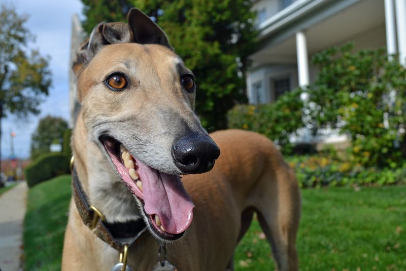 Calm dog is a marketing trick – 12 breeds that are calm only in the ...