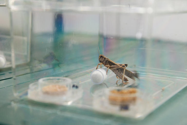 Soil-based method can stop locust swarms from destroying crops