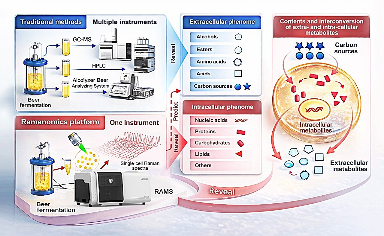 Monitoring beer fermentation at the single-cell level with a novel ...